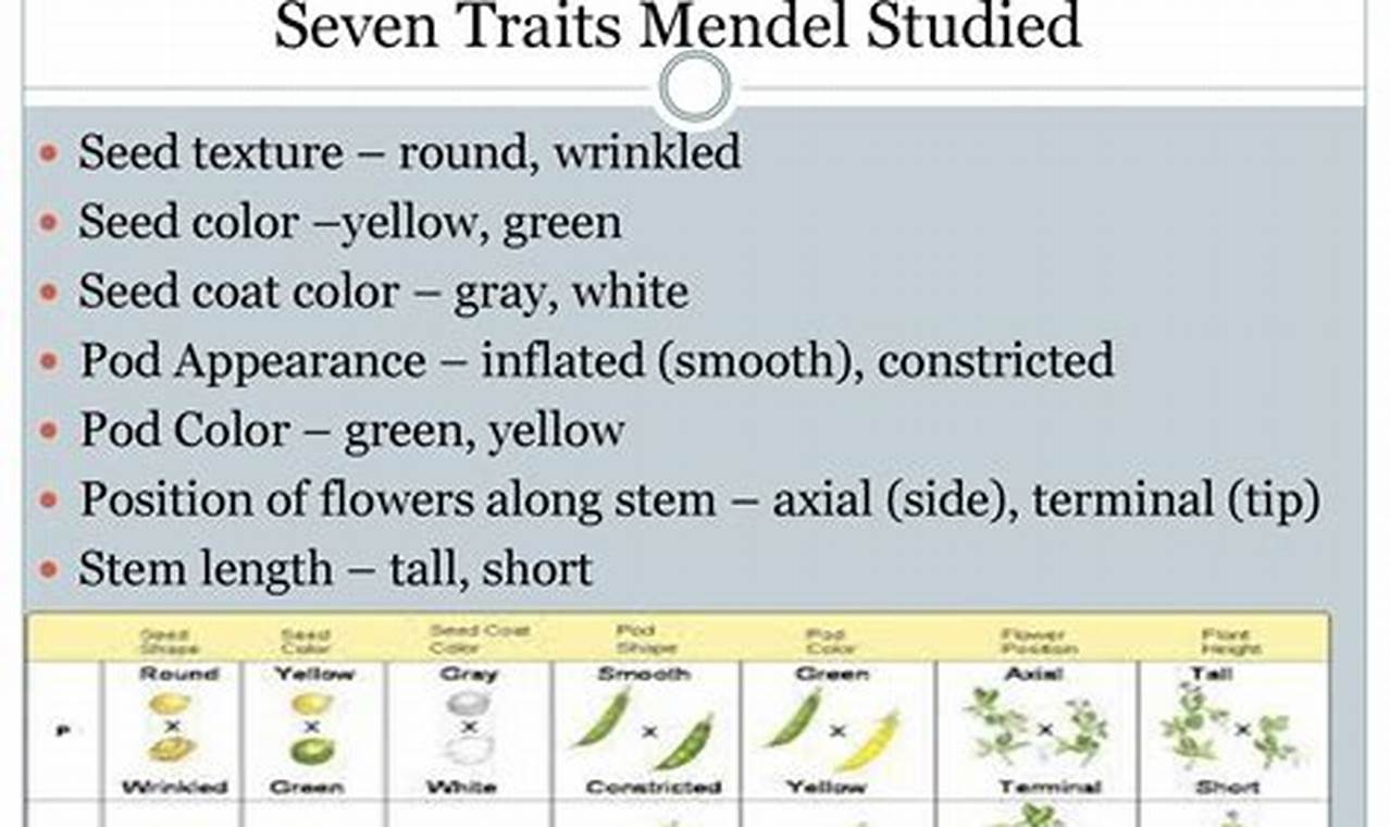 Mendel's Pea Plants: Genetics Study Explained [NYT]