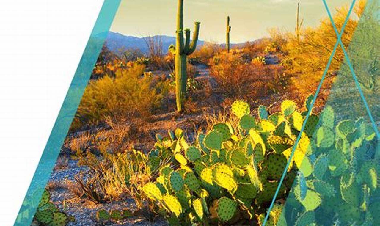 Arizona's Social Studies Standards: A Complete Guide